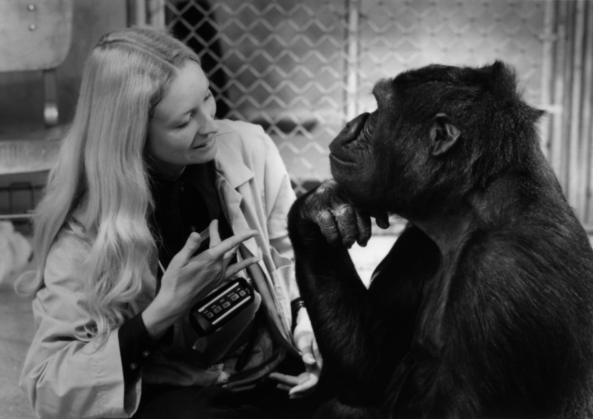 Koko, le gorille qui parle - Transmettre le cinéma